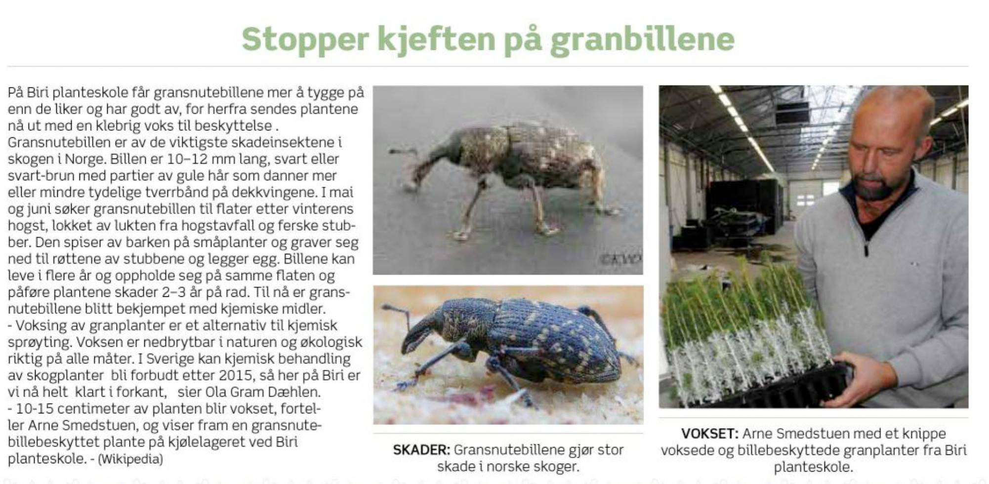 Tar opp kampen mot Gransnutebilla - Skogplanter Østnorge Tar opp kampen mot Gransnutebilla - Skogplanter Østnorge