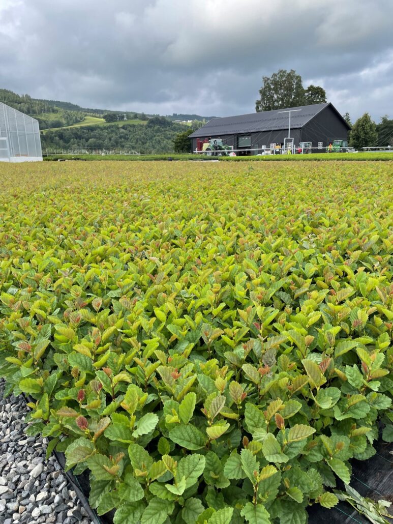 Svartor M60 1 år - Skogplanter Østnorge